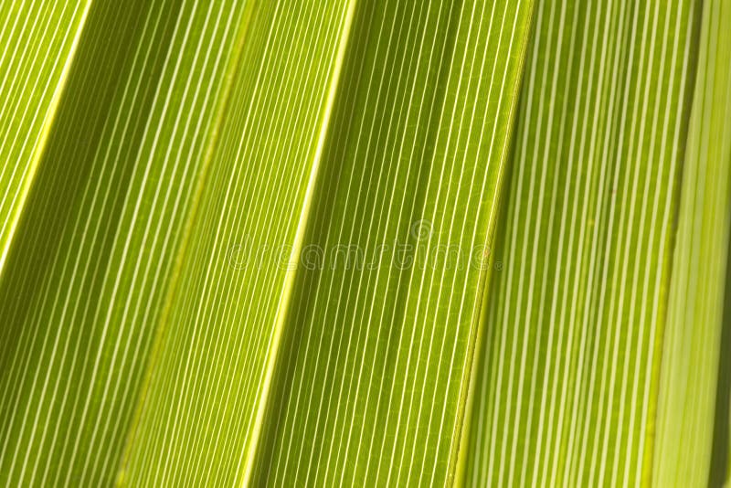 Palma verde foto de archivo. Imagen de verde, fondo, planta - 11652284