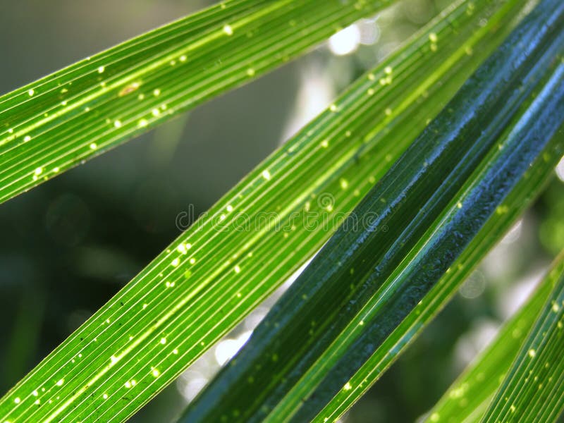 Palma verde imagen de archivo. Imagen de exterior, licencia - 991397