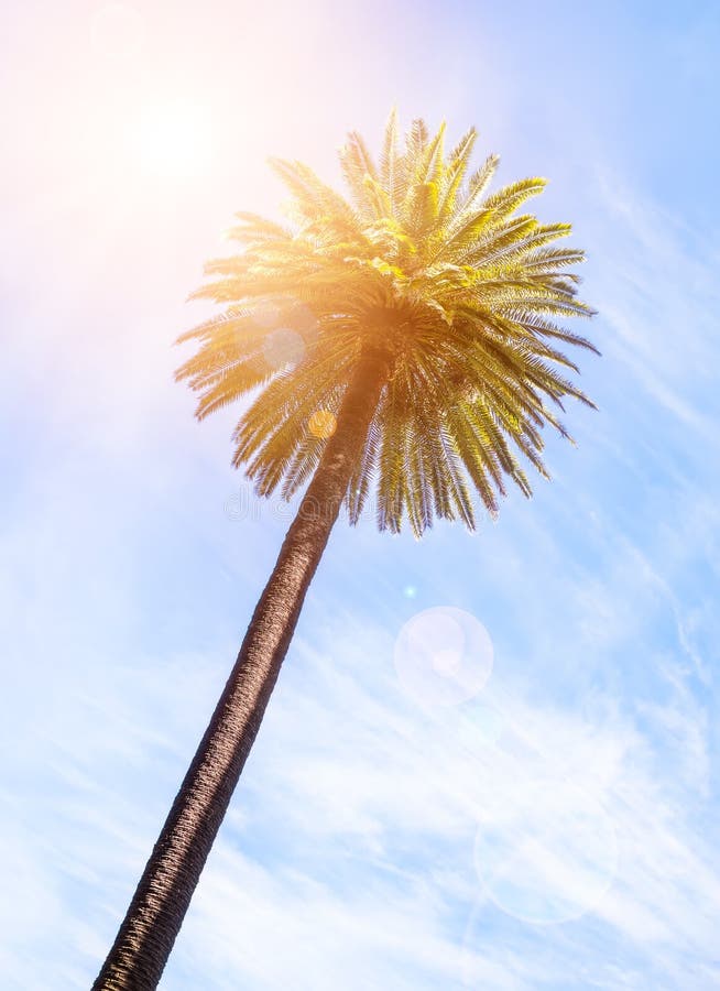 Palma y sol imagen de archivo. Imagen de turismo, gigantesco - 105071911