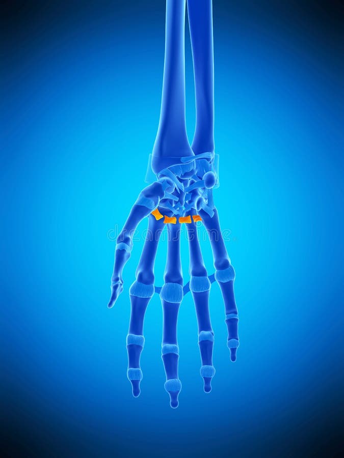 The Dorsal Intercuneiform Ligament Stock Illustration - Illustration of ...