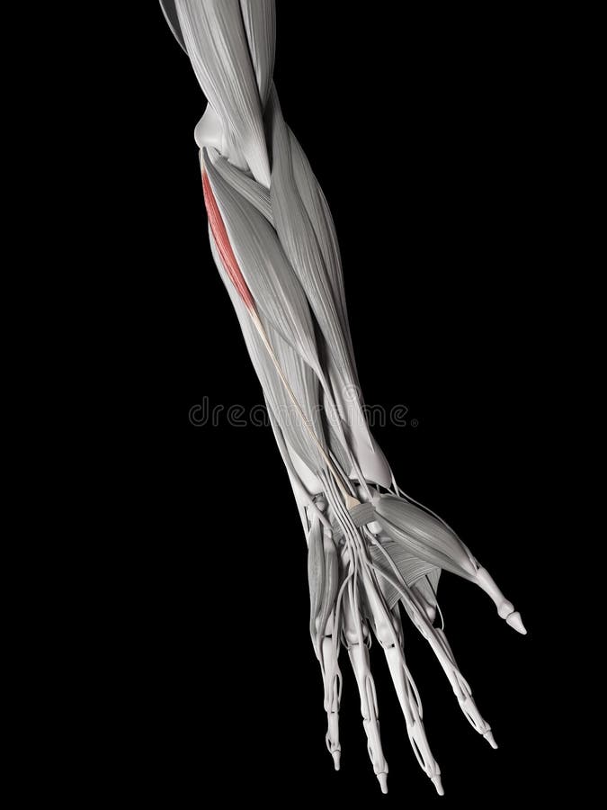 The palmaris longus stock illustration. Illustration of musculature ...
