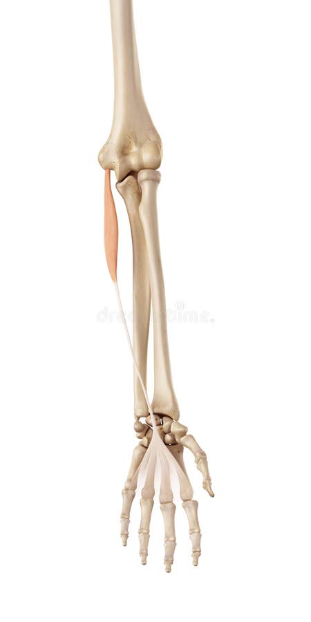The palmaris longus stock illustration. Illustration of healthy - 56285723