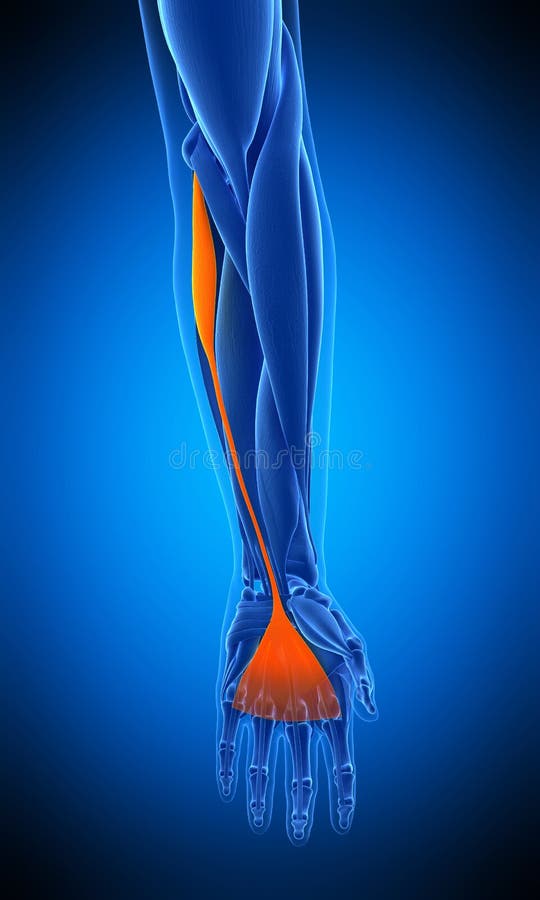 Palmaris Longus Skeletal and Muscular Structure for Human Arm Outline ...