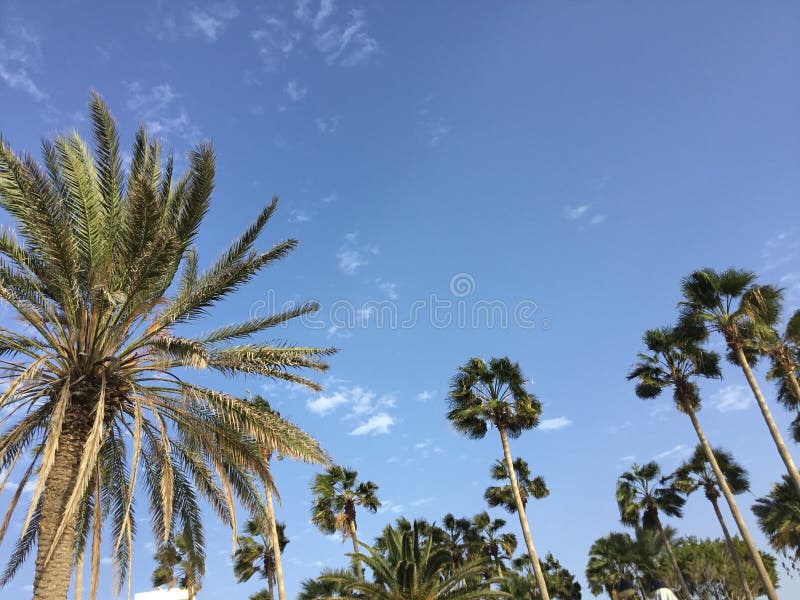 Palmas foto de archivo. Imagen de palmas, vacaciones - 117307664