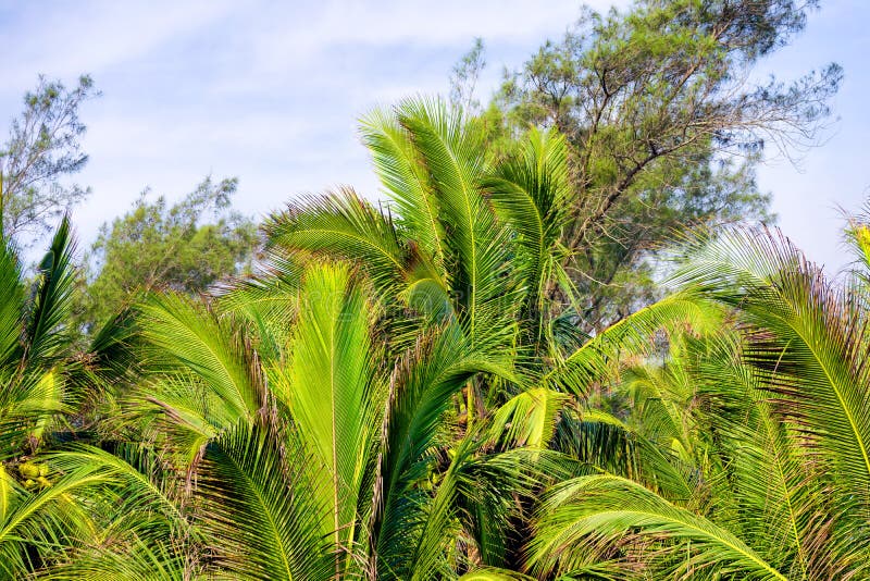 Palmas de coco mexicanas imagen de archivo. Imagen de mexicano - 151028675