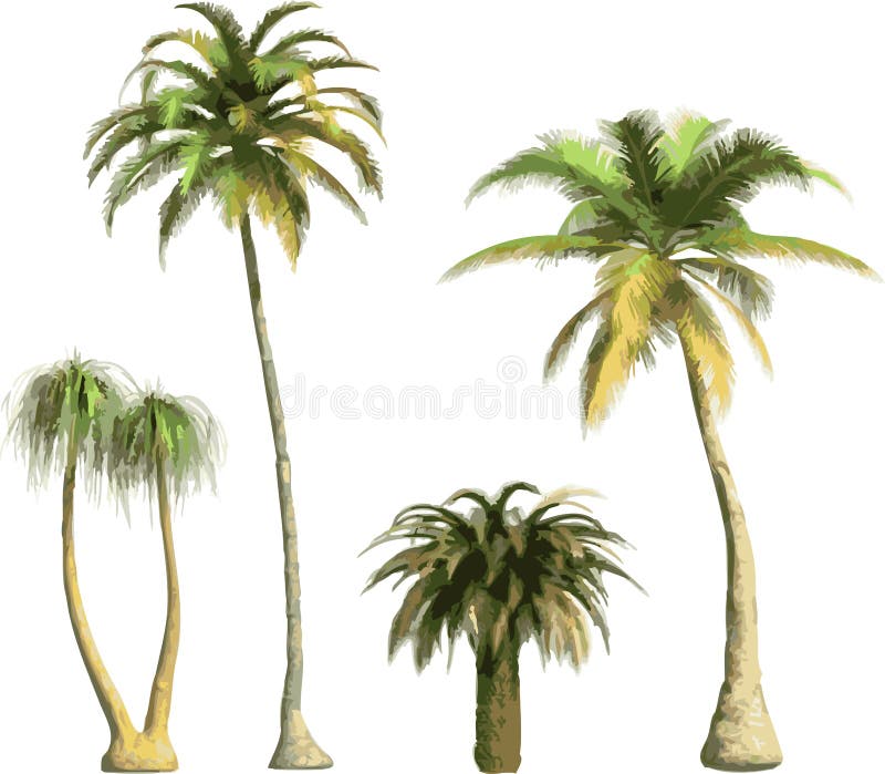 árbol de palmas. vector stock de ilustración. Ilustración de fruit ...