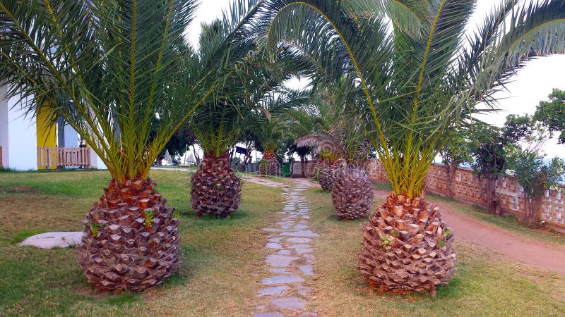 La Palmera Tiene Gusto De La Piña Grande Foto de archivo - Imagen de ...