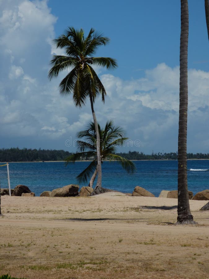 Palmas de Puerto Rico imagen de archivo. Imagen de retrato - 75218239