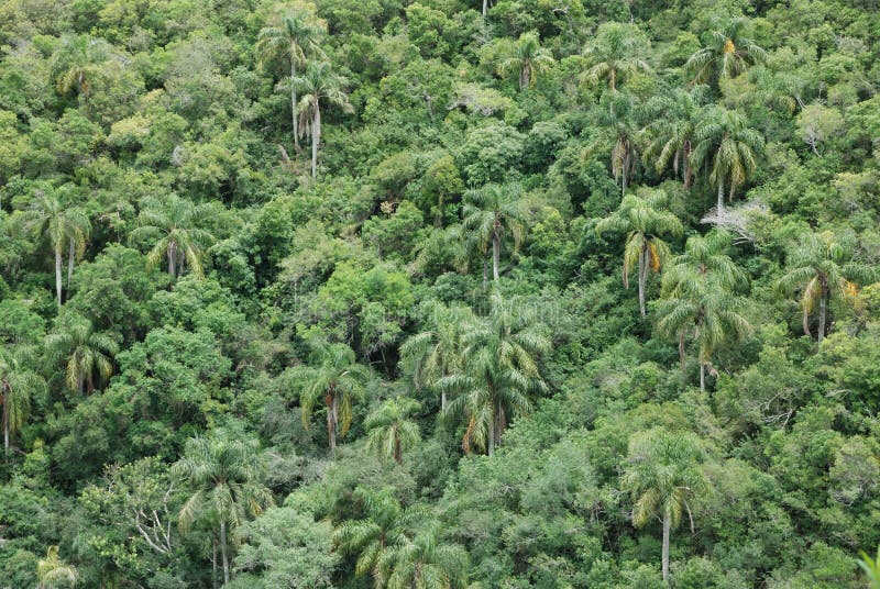 Palmeras En Bosque Subtropical Foto de archivo - Imagen de uruguayo ...
