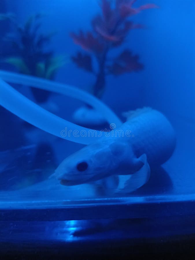 Palmas Fish stock photo. Image of reptile, fish, white - 269200516