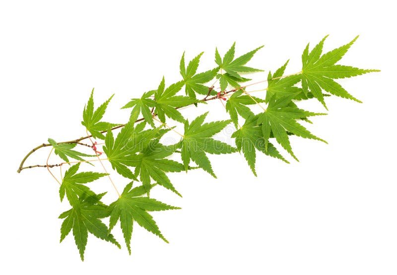 Maple Branch with Yellow Autumn Leaves in the Forest Against the Sun ...
