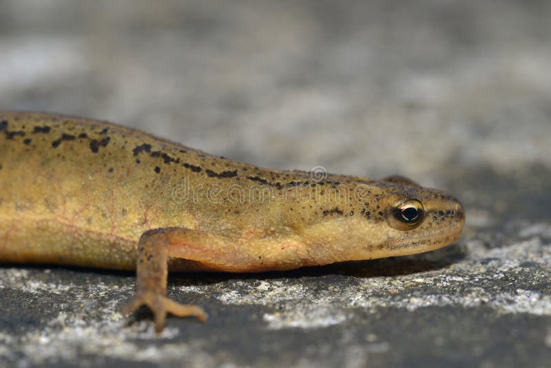 Palmate Newt stock photo. Image of triturus, brown, head - 101013332