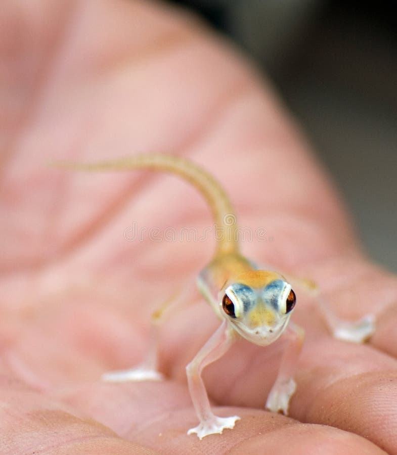 Palmato Gecko-Namibische Wüste Außerhalb Des Swakopmund Namibia ...