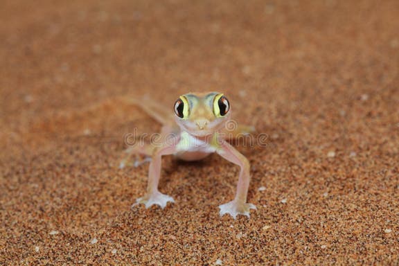 Palmato Gecko Lizard Front View Stock Photo - Image of gekko, colourful ...