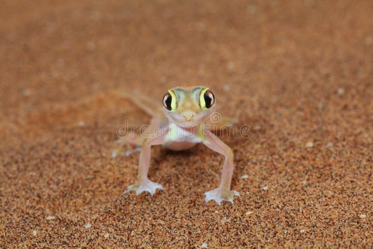 Palmato Gecko Lizard Front View Stock Photo - Image of gekko, colourful ...