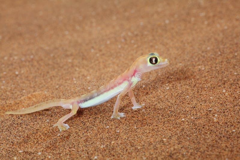 Palmato Gecko Lizard Side View Stock Photo - Image of desert, colourful ...