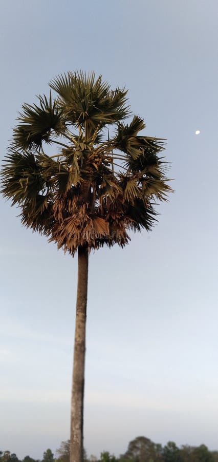 1,683 Palmyra Tree Stock Photos - Free & Royalty-Free Stock Photos from ...