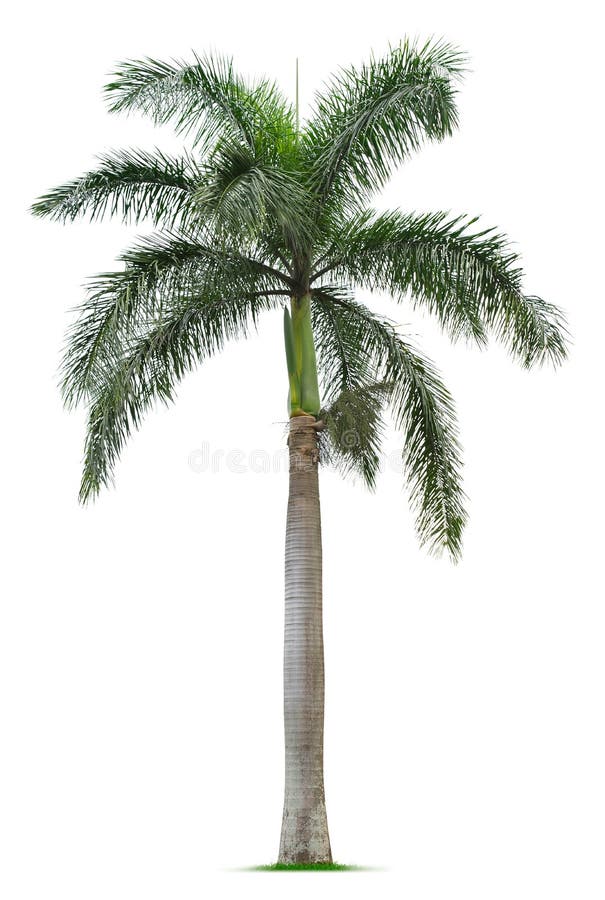 Palmboom stock afbeelding. Image of palm, boom, naughty - 34588673
