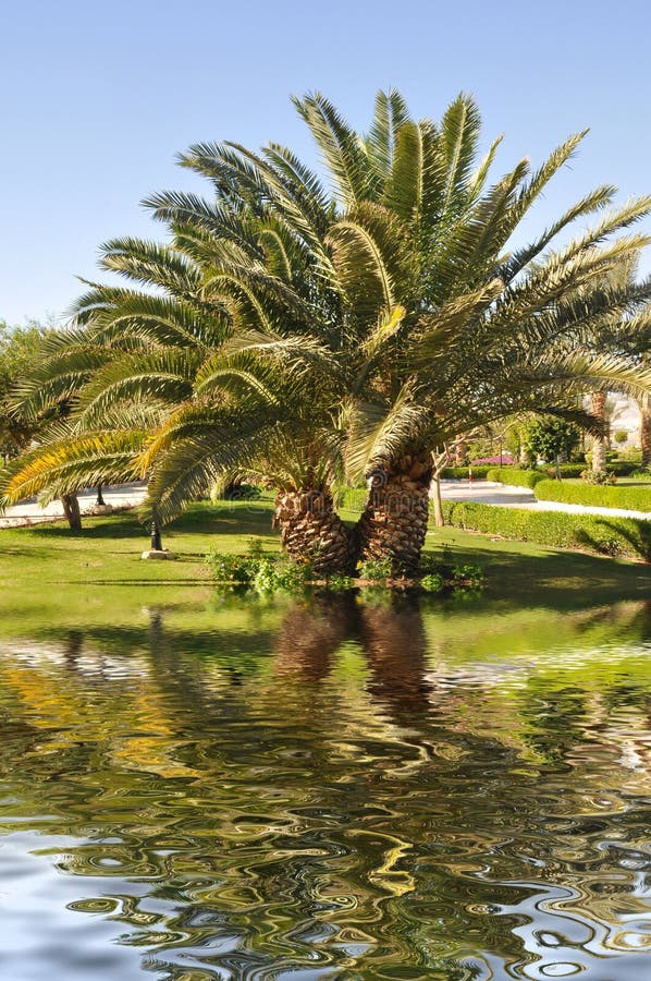 Palme fotografia stock. Immagine di tropico, palma, verde - 11093988