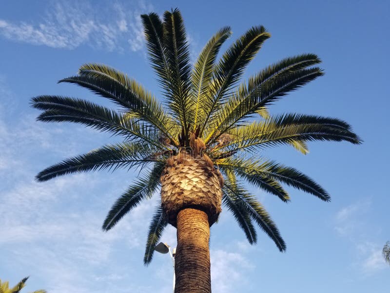 Palme stockbild. Bild von himmel, blau, wolken, palme - 117858911