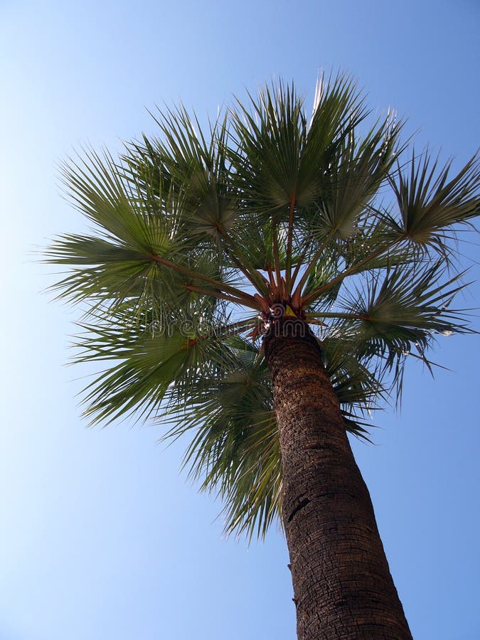 Palme stockfoto. Bild von monaco, blatt, blätter, frankreich - 130054
