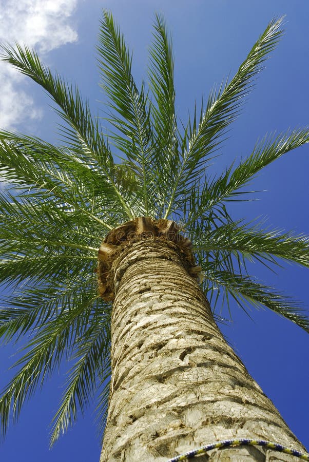 Palme stockfoto. Bild von feiertag, bewölkt, nave, ruhig - 14192646