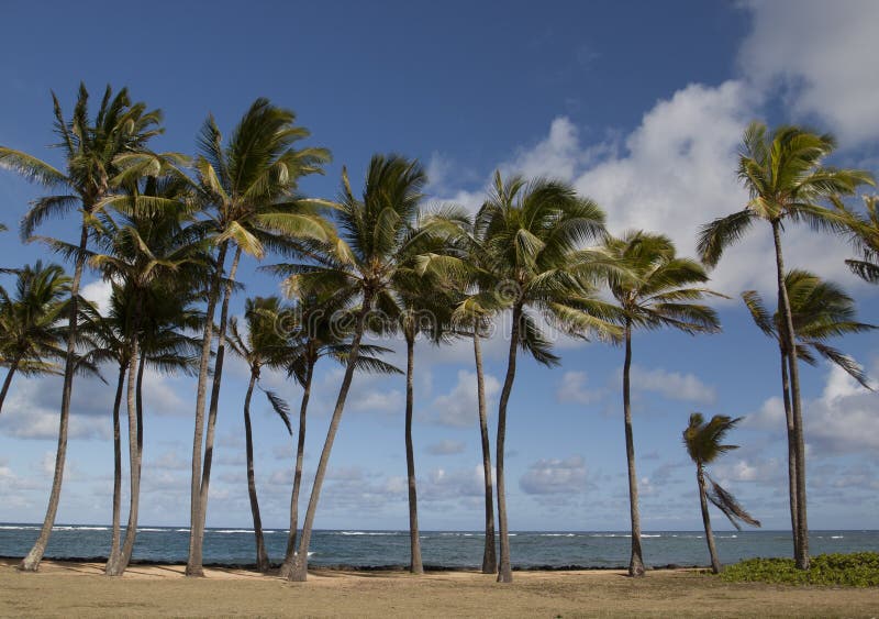 Palme fotografia stock. Immagine di oceano, vento, tropicale - 19952196