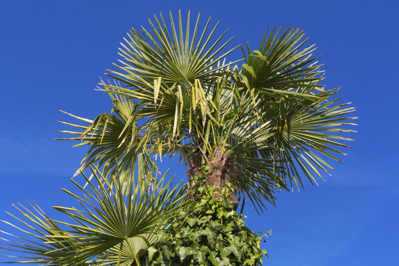 Rio Grande Palmetto, Sabal Mexicana, Mexikanischer Palmetto, Texas ...