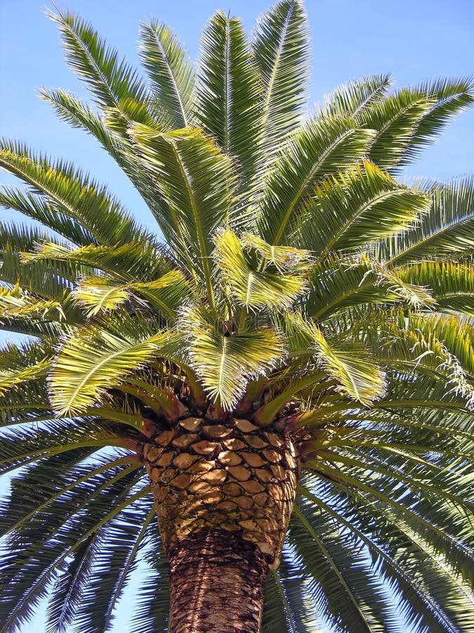 Palmen-Wedel stockbild. Bild von tropisch, blatt, botanik - 2589947