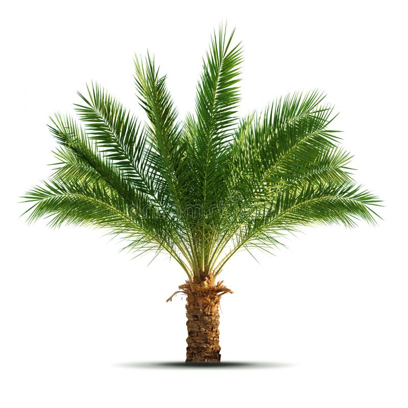 Palme stockbild. Bild von tropen, relax, reise, rest, sommer - 7949275