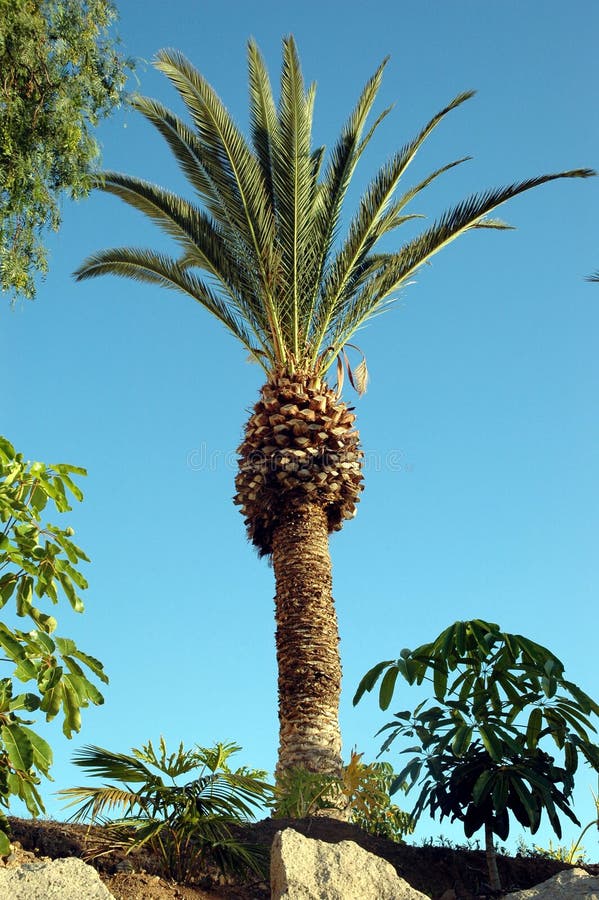Palme stockfoto. Bild von himmel, reise, palme, blumen - 814146