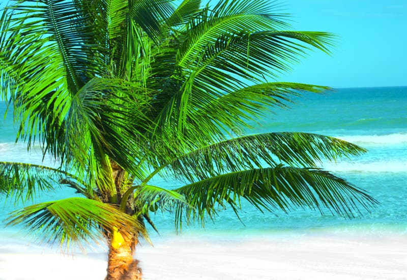 Palme stockfoto. Bild von entspannung, meerblick, strandnah - 8984690