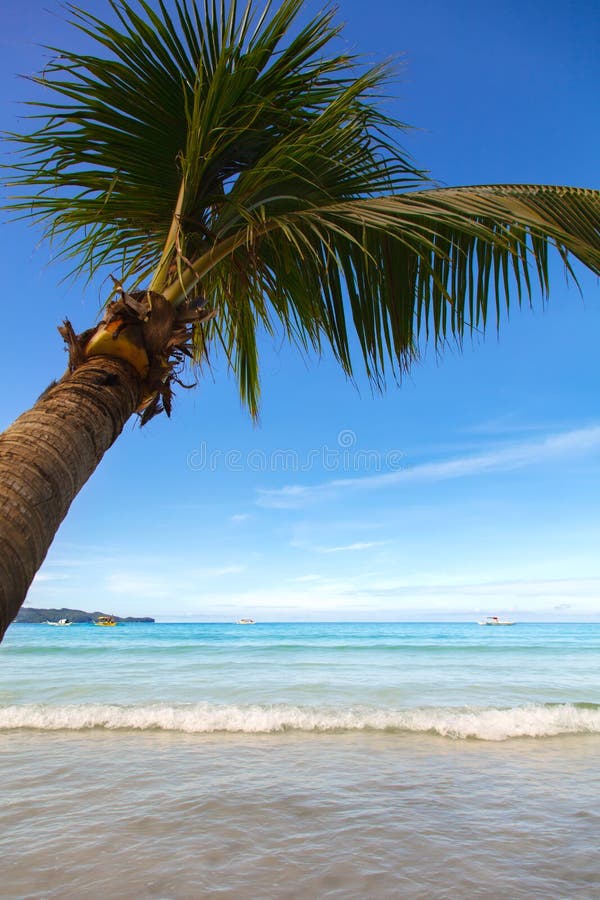Palme auf dem Sandstrand stockbild. Bild von luft, schattenbild - 53015615