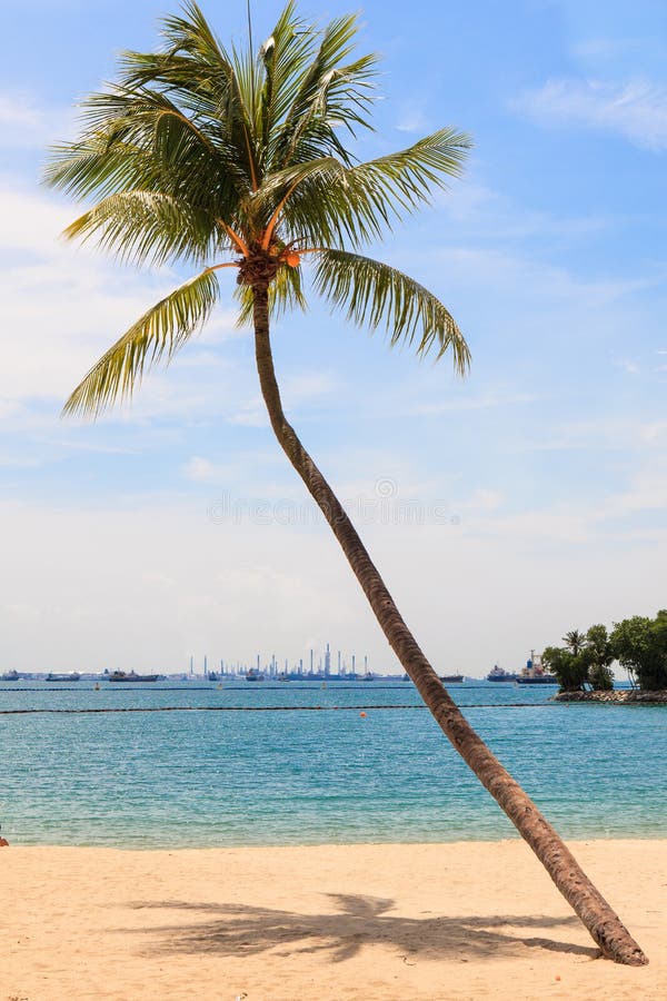 Palme auf dem Strand stockfoto. Bild von paradies, felsen - 37544346