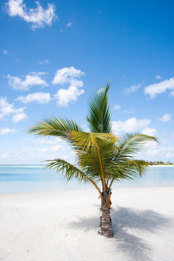 Palme Auf Tropischem Strand Stockbild - Bild von freizeit, küste: 12474687