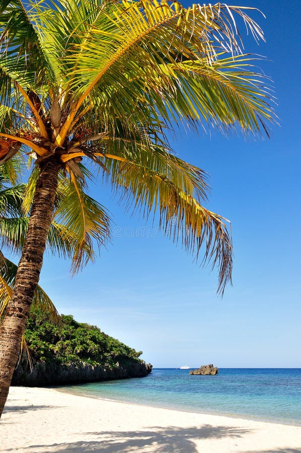 Palme Auf Tropischem Strand Stockbild - Bild von ufer, sand: 13148655