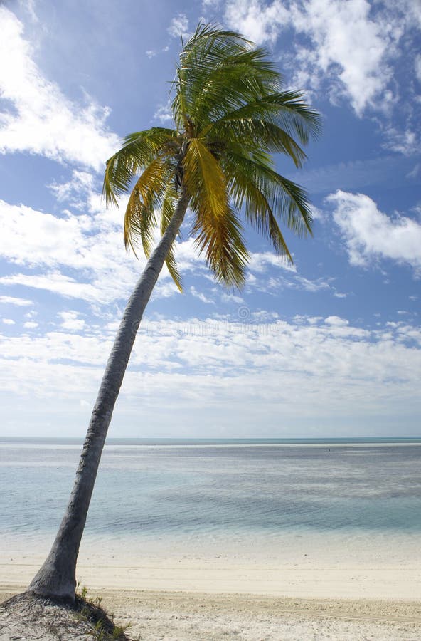 Palme Auf Tropischem Strand Stockbild - Bild von wasser, himmel: 4519243