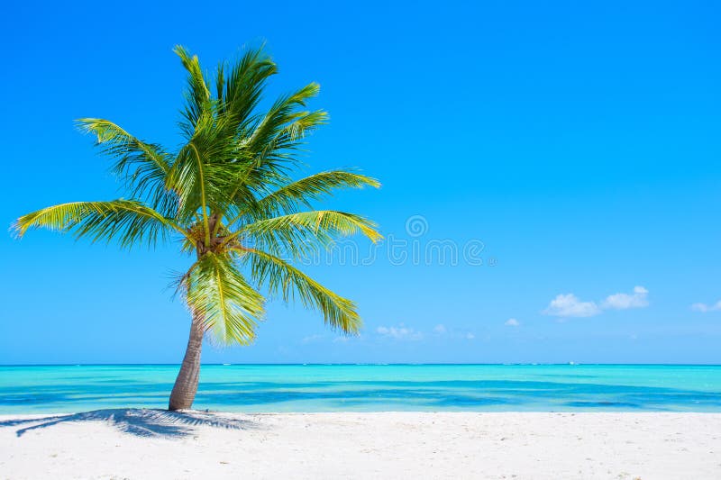 Palme Auf Tropischem Strand Stockfoto - Bild von szene, bild: 53003978