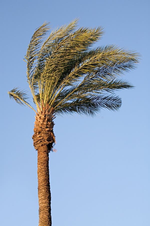 Baum im Wind stockbild. Bild von baum, himmel, wind, kanada - 93886923
