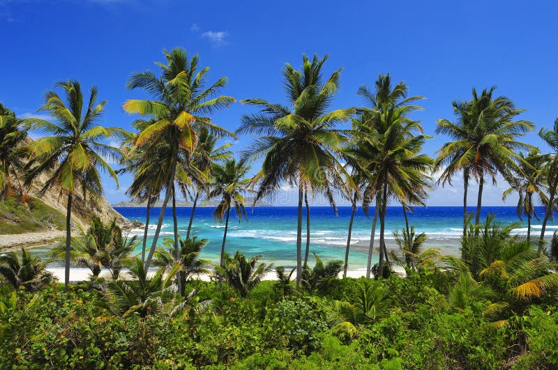 Palme-Paradies stockbild. Bild von schön, paradies, strand - 5145871