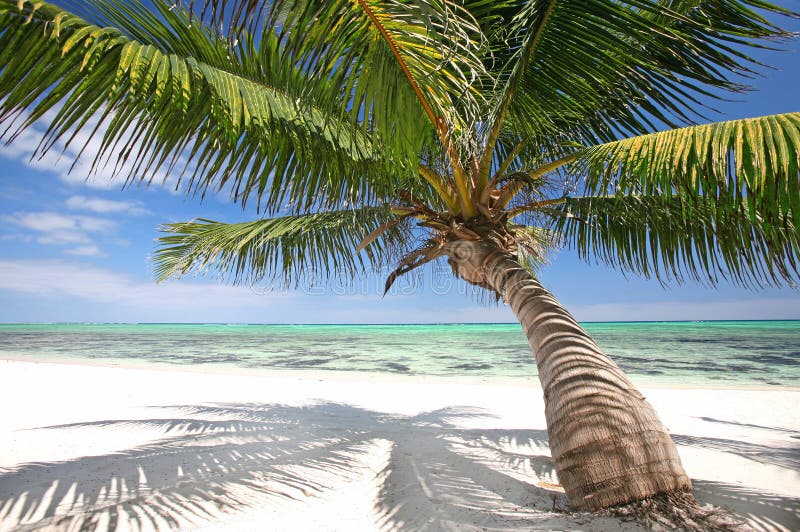 Palme am Strand stockbild. Bild von suite, faser, baden - 27940797