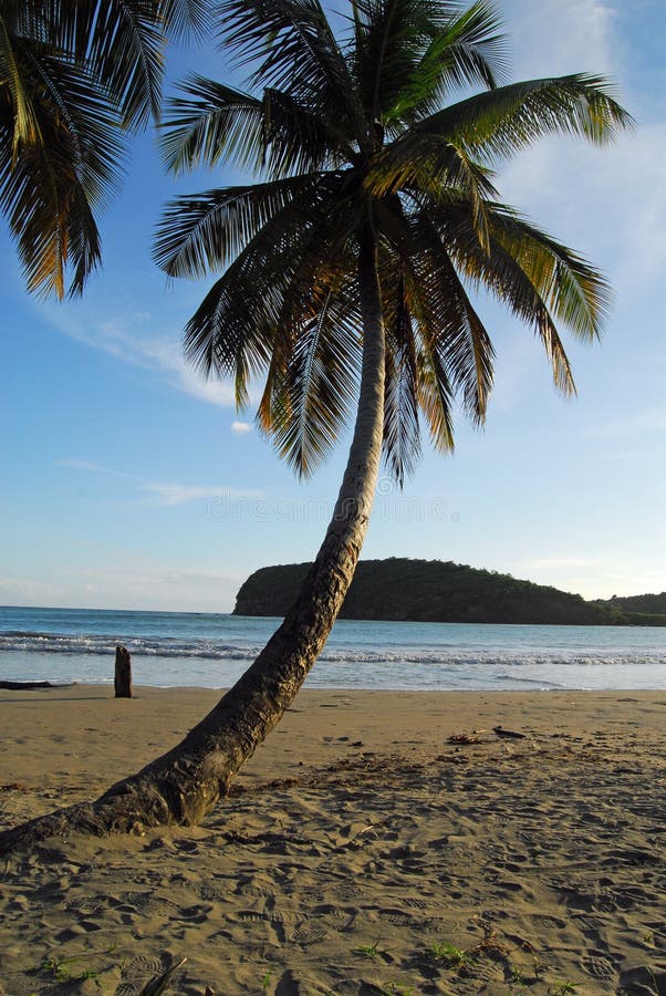 Palme und Strand stockbild. Bild von wedel, grenada, grün - 7519071