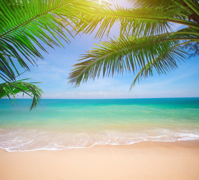 Palme Und Tropischer Strand Stockbild - Bild von insel, feiertag: 67868115