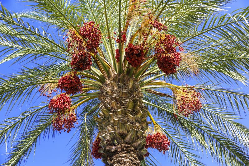 Palmeira Da Tâmara Com Tâmaras Imagem de Stock - Imagem de fruta ...