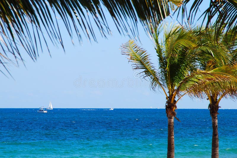 Palmen stockbild. Bild von küste, entspannen, stadt, boot - 20946921