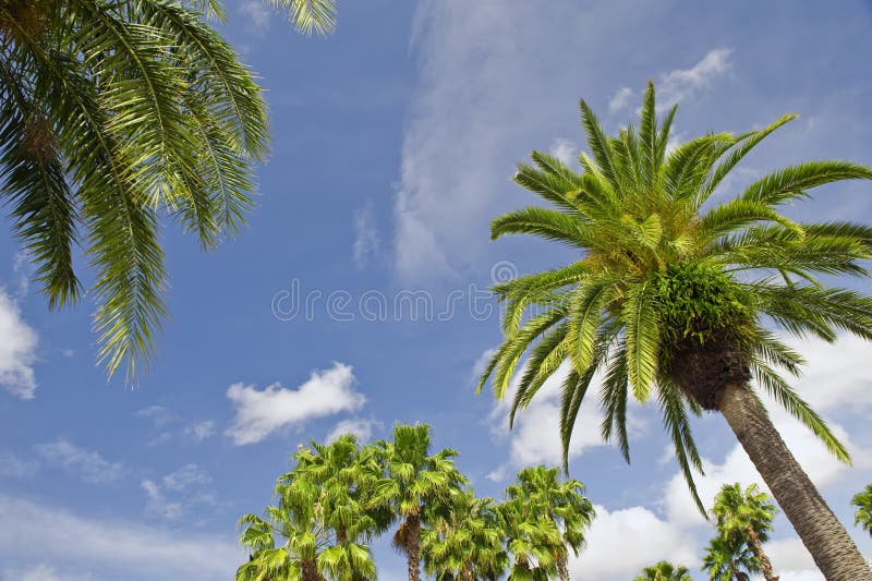 Palmen und blauer Himmel stockbild. Bild von bewölkt, blau - 4919057