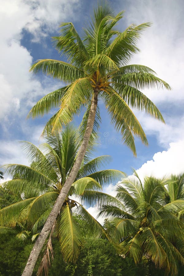 Palmen stockfoto. Bild von park, palme, polinesien, berühmt - 5232994