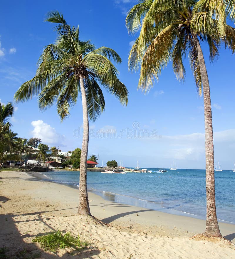 Palmen stockfoto. Bild von tropen, meer, palme, insel - 8578738