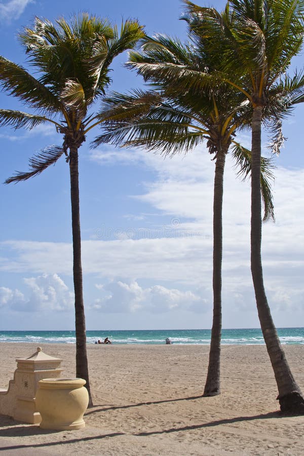 Palmen op een strand stock foto. Image of overzees, ontspanning - 20117208