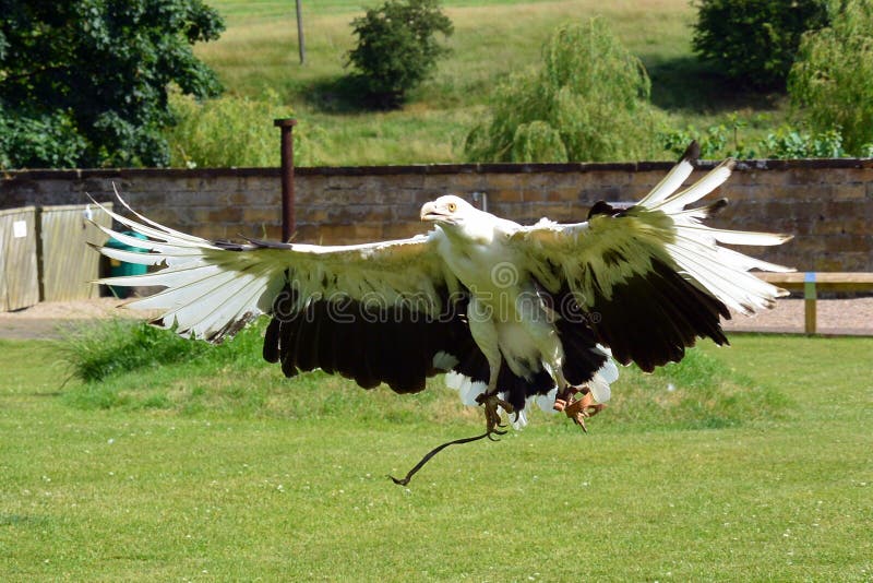 Nahaufnahme Eines Palme-Mutter Geiers Im Flug Stockbild - Bild von tier ...